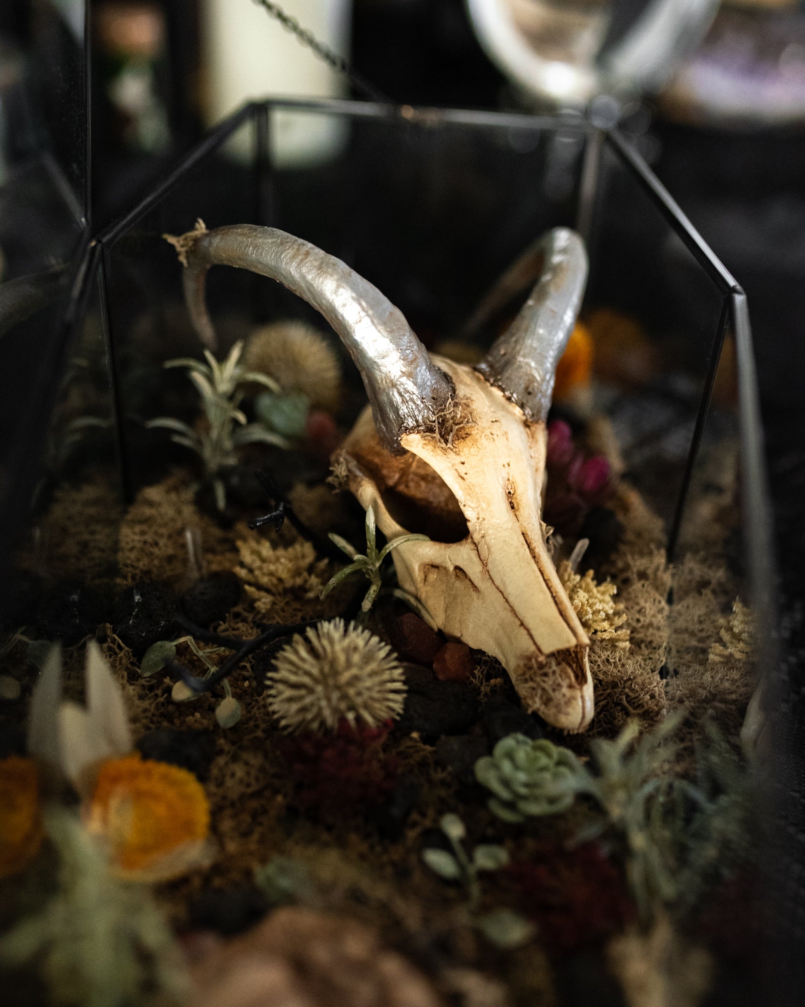 Houndoom Pokemon Skull Coffin Terrarium – Overcast Oddities