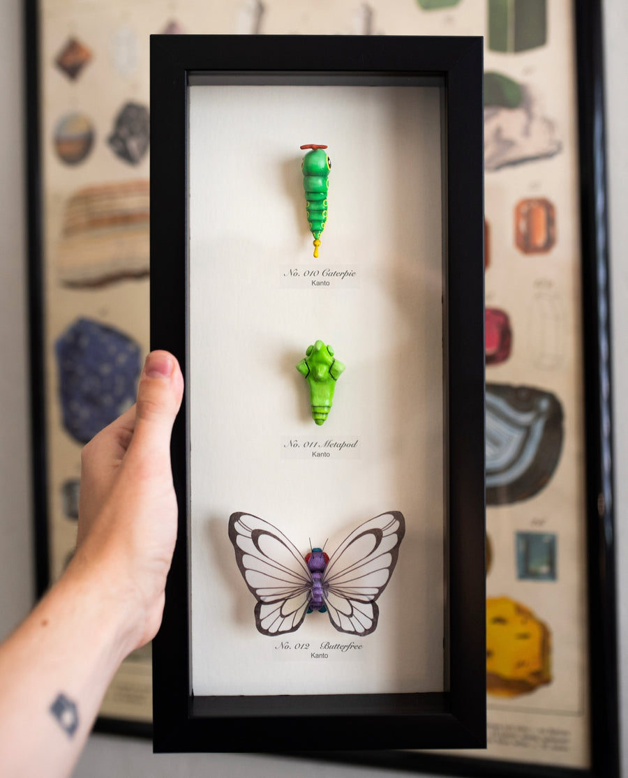 Butterfree Evolution Taxidermy - 15x7 Shadowbox – Overcast Oddities